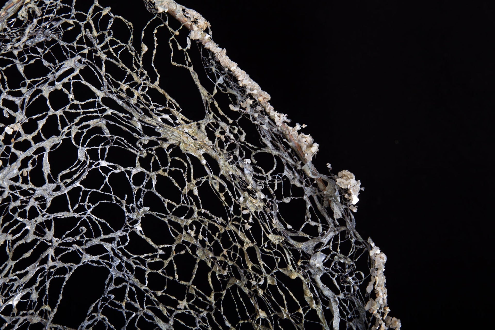 Bird Nest Wall Sculpture ~ Volucres Nidificant (Birds Nest) Wall Piece ...